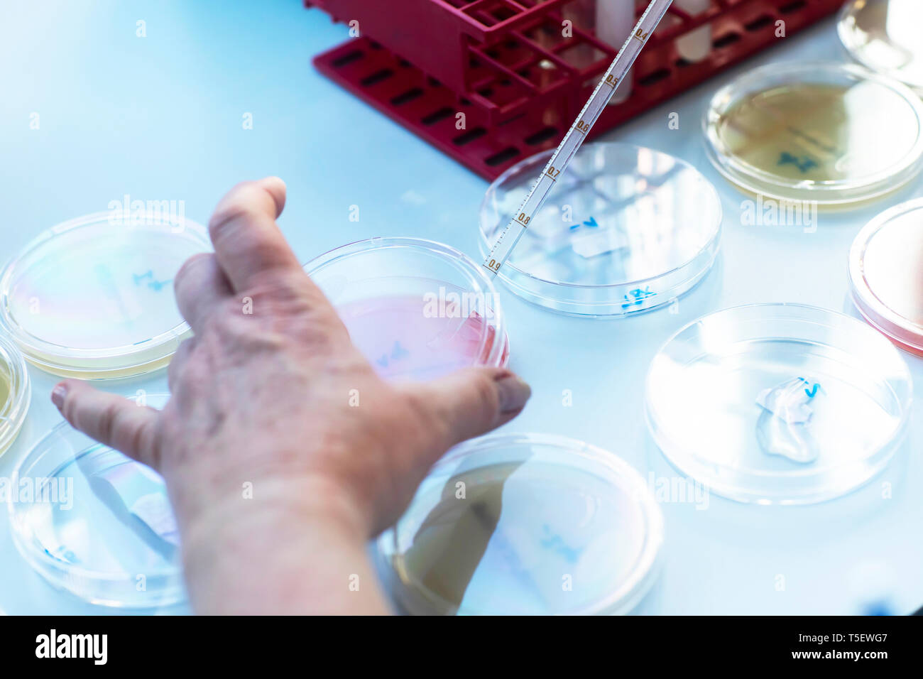 Lab technician experimenting in lab Stock Photo - Alamy