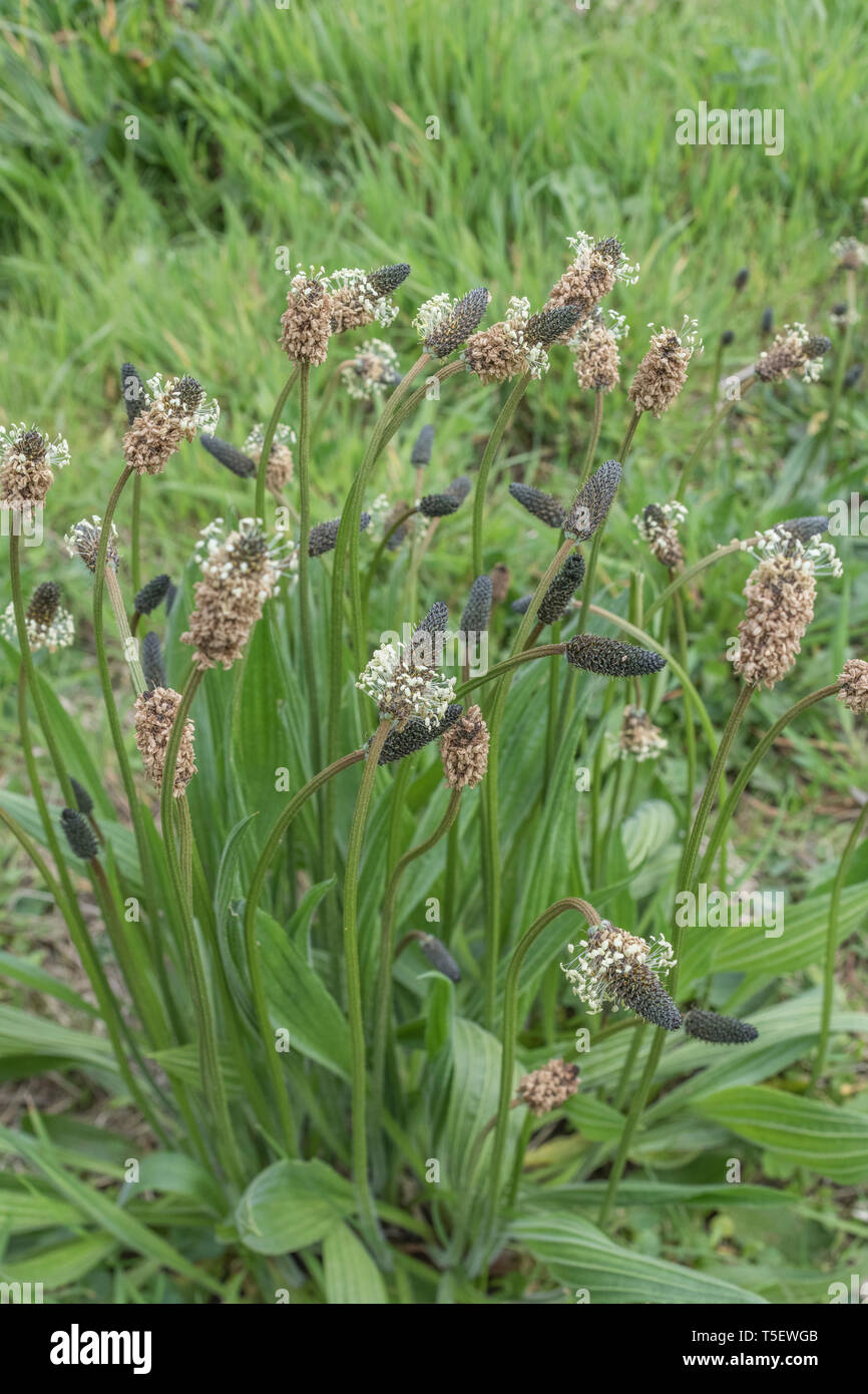 Flowering Ribwort / Plantago lanceolata, Ribwort flowers growing in ...