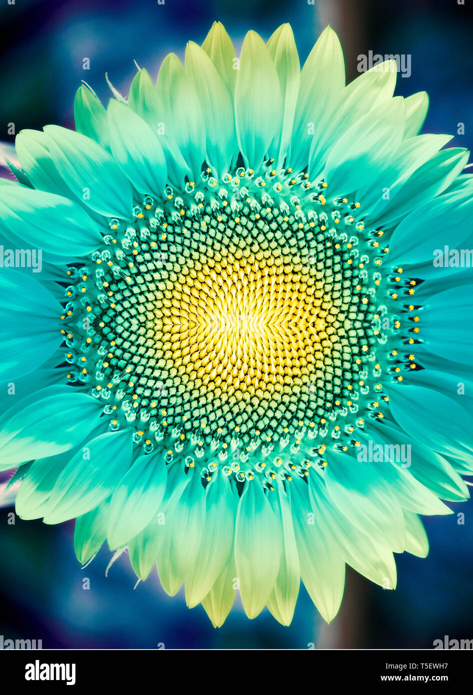 Colored flower, sunflower abstract for backgrounds Stock Photo - Alamy