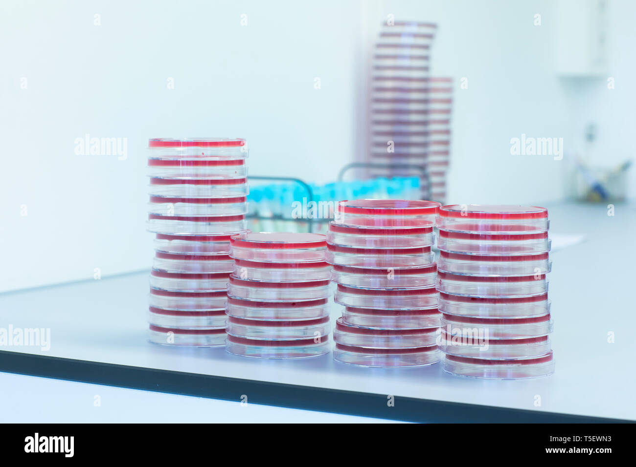 Petri dishes with growth medium in lab Stock Photo - Alamy