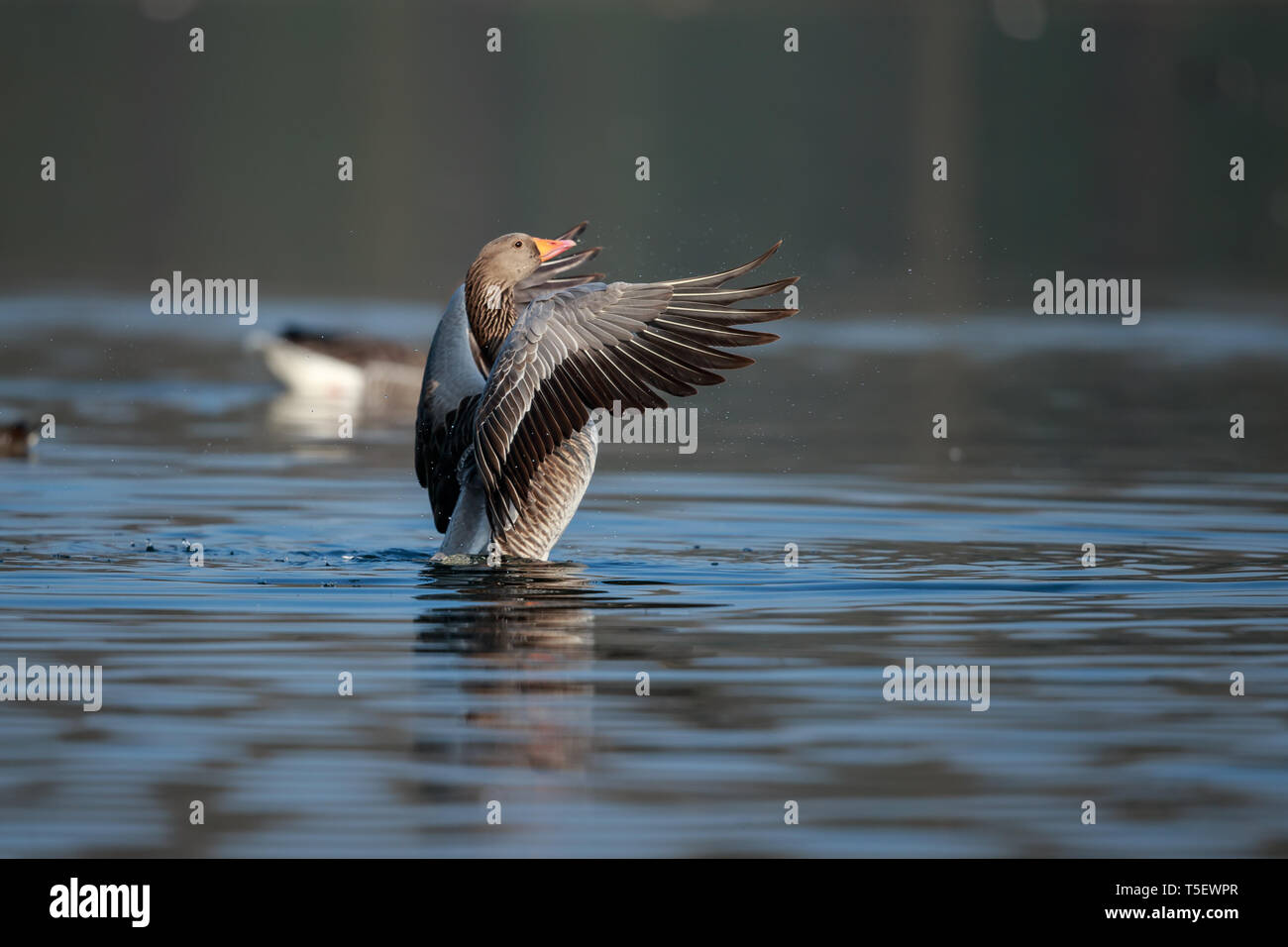 The greylag goose is a species of large goose in the waterfowl family ...