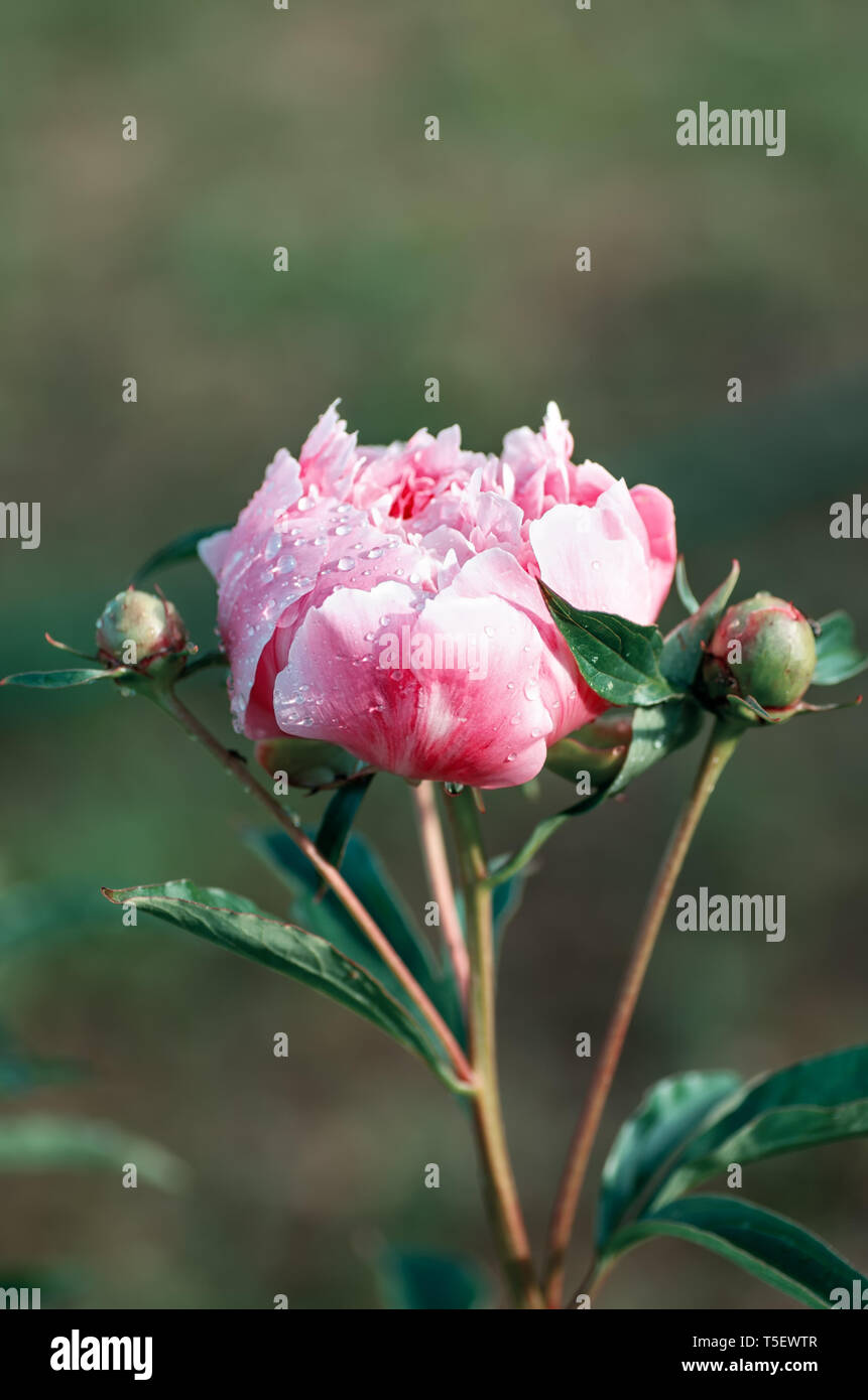Blooming pink peonies in the summer garden. Lonely peony flower Stock ...