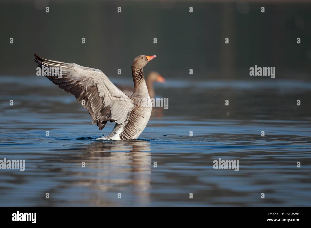 The greylag goose is a species of large goose in the waterfowl family ...