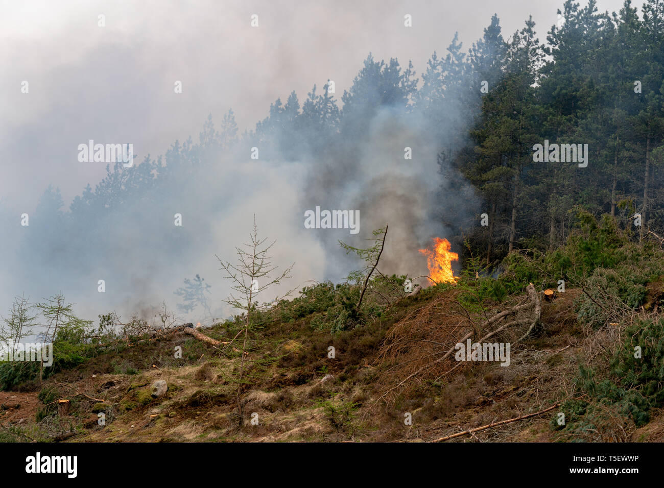 Wildfire scotland 2019 hi-res stock photography and images - Alamy
