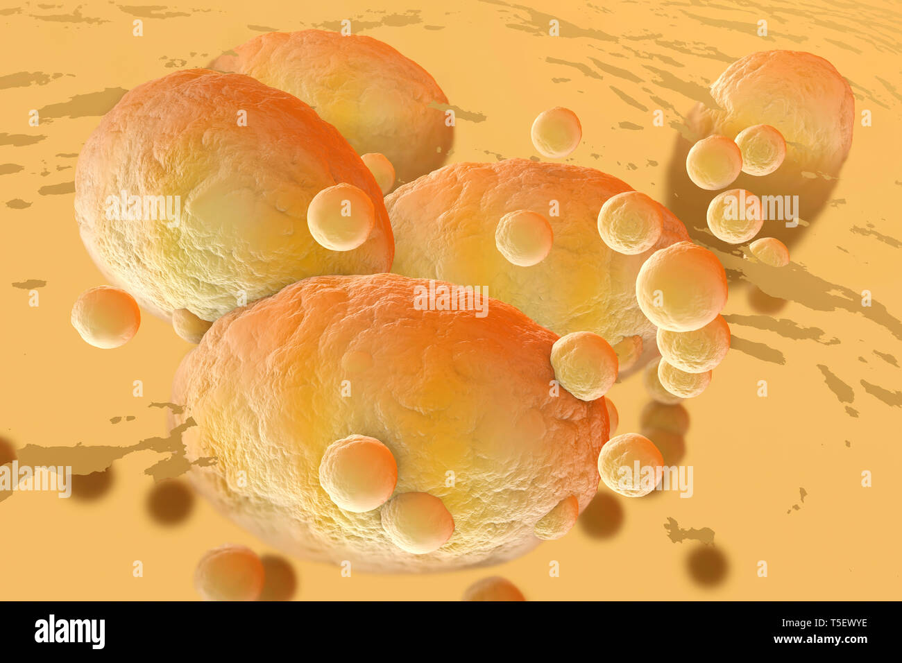 Human fat cells hi-res stock photography and images - Alamy
