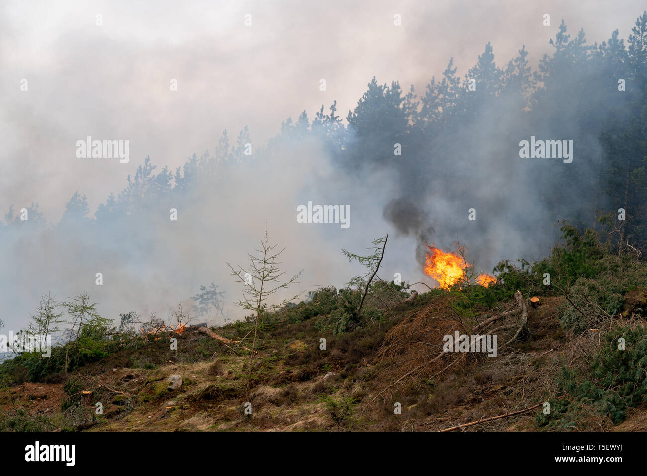 Wildfire scotland 2019 hi-res stock photography and images - Alamy