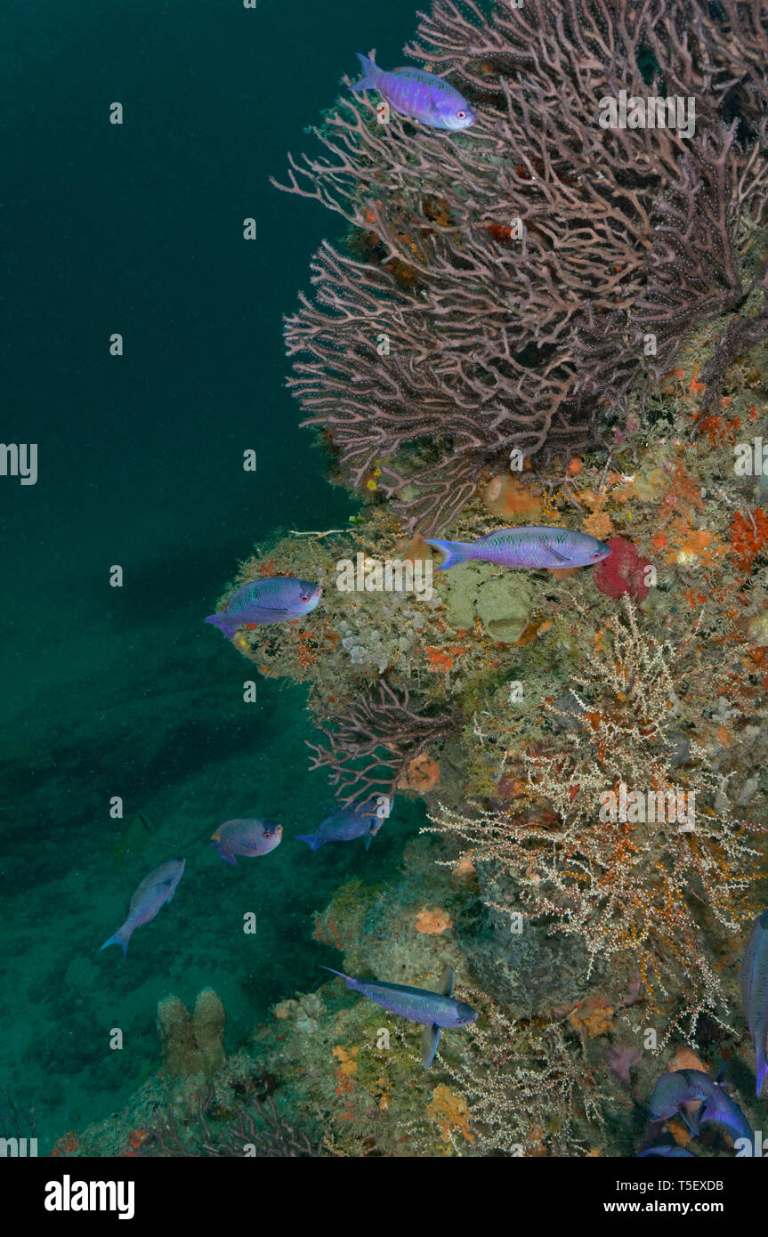 Wildlife photography issue hi-res stock photography and images - Alamy