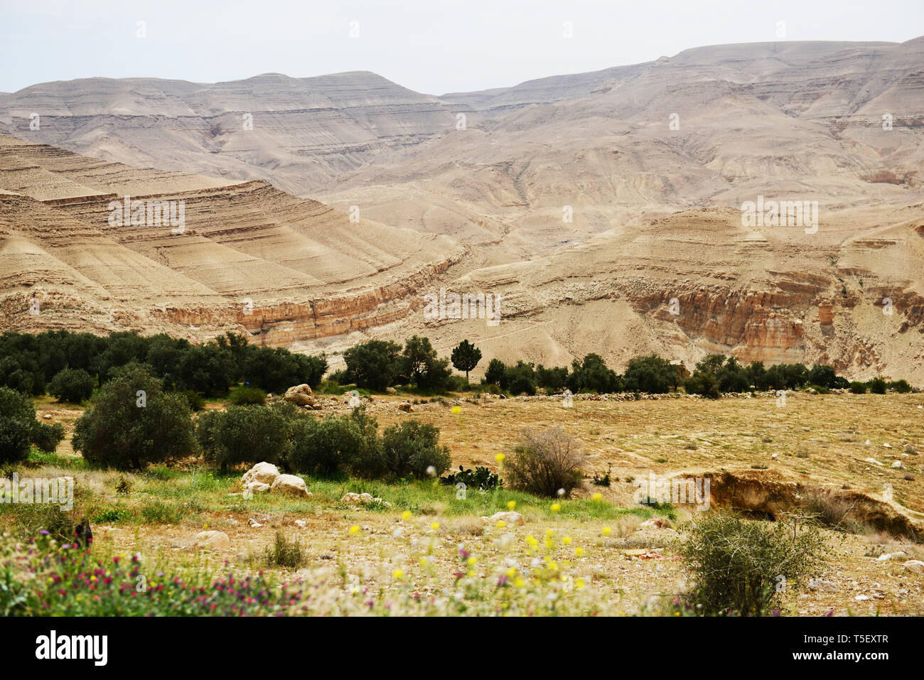 Spring in Jordan Stock Photo - Alamy