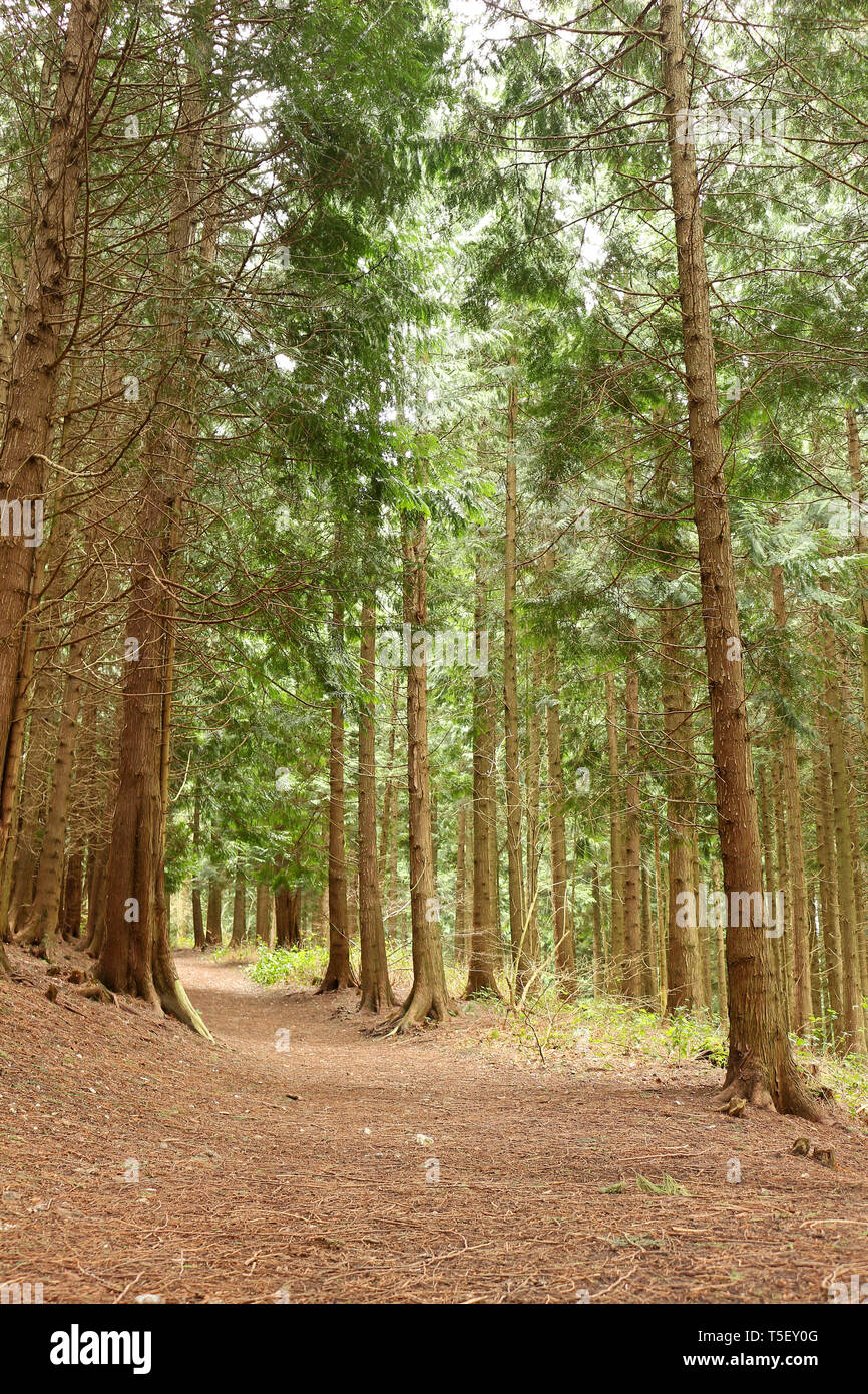 Tall Green Pine Trees along a Path in a Forest Stock Photo - Alamy