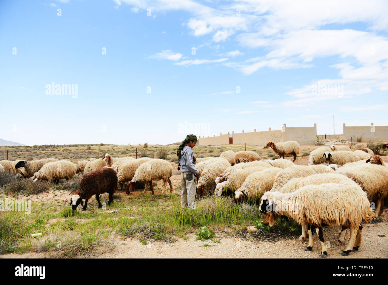 Middle east and shepherd hi-res stock photography and images - Alamy