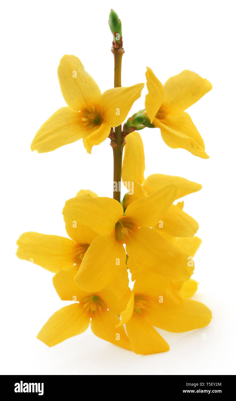 Forsythia suspensa, flower of spring over white background Stock Photo ...