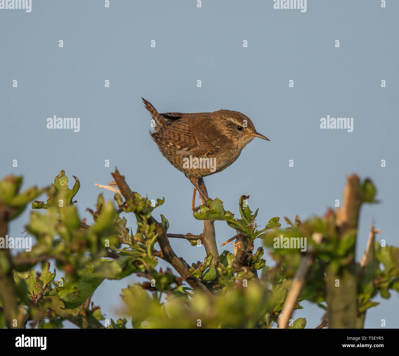 Wren family troglodytidae hi-res stock photography and images - Alamy