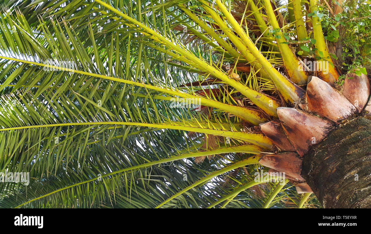 Palm tree growing horizontal trunk hi-res stock photography and images ...