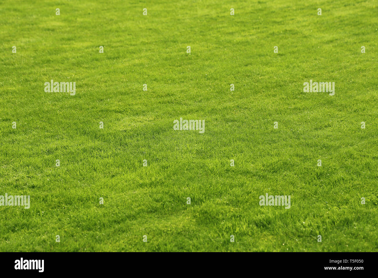 Lawn glade hi-res stock photography and images - Alamy