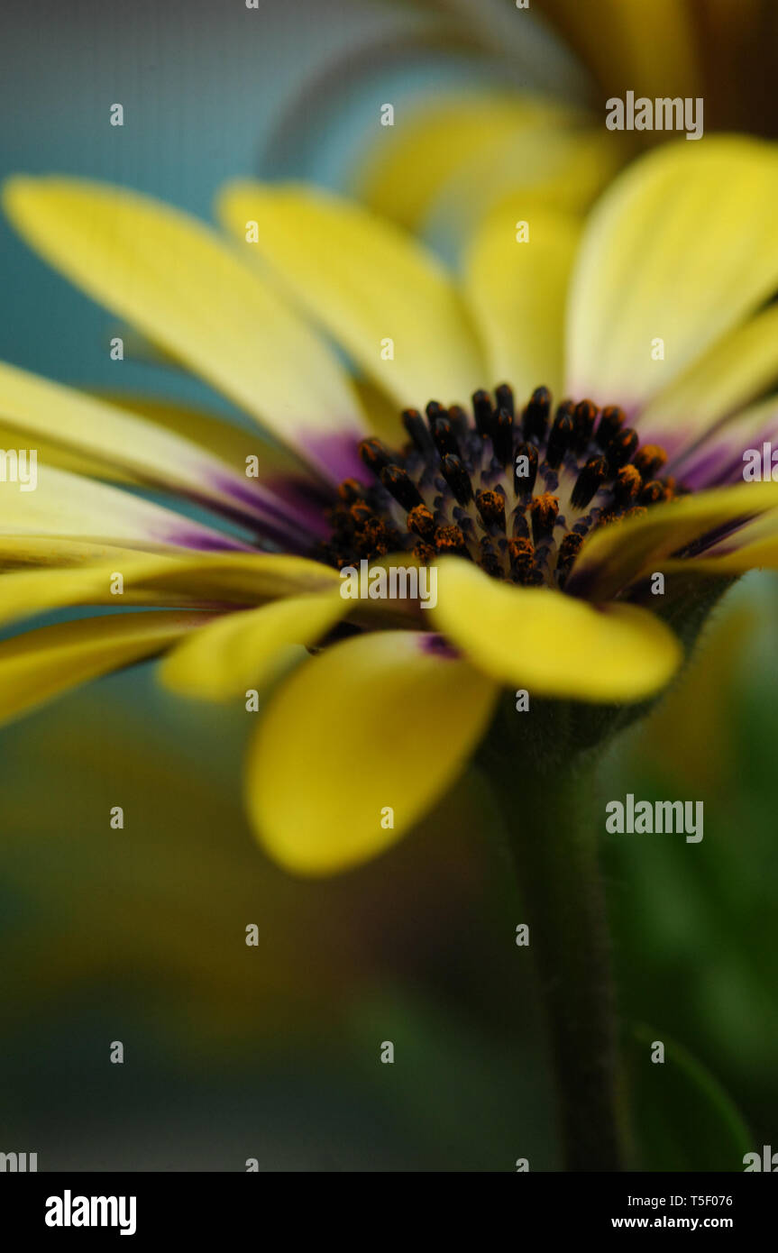 Delightful african daisy hi-res stock photography and images - Alamy