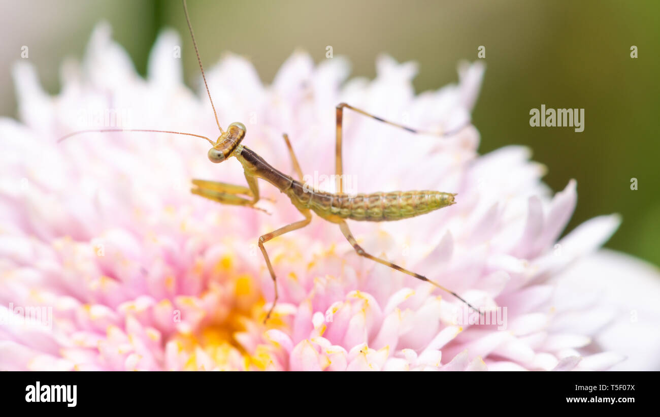 Praying mantis baby hi-res stock photography and images - Alamy