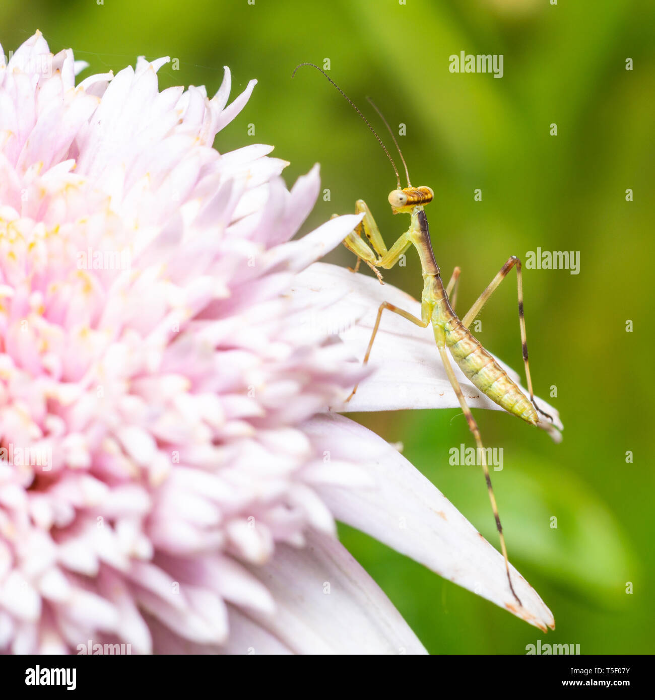Baby praying mantis hi-res stock photography and images - Alamy