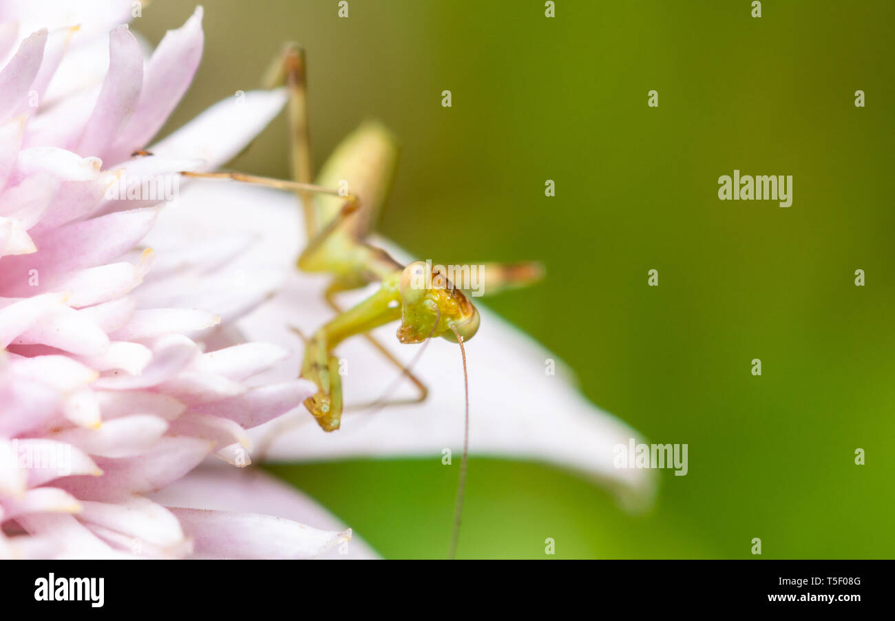Praying mantis baby hi-res stock photography and images - Alamy