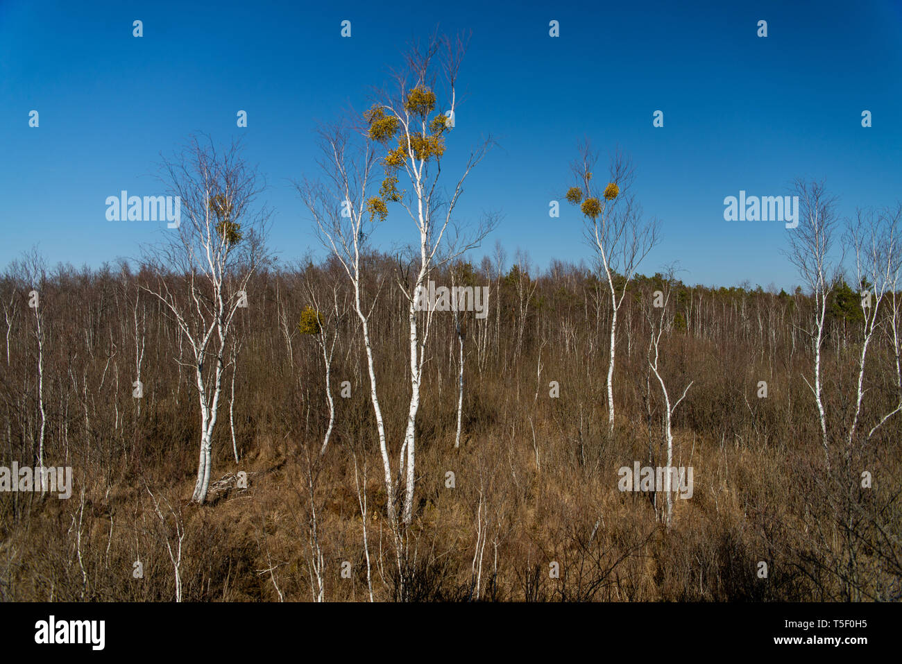 Blue mistletoe hi-res stock photography and images - Alamy