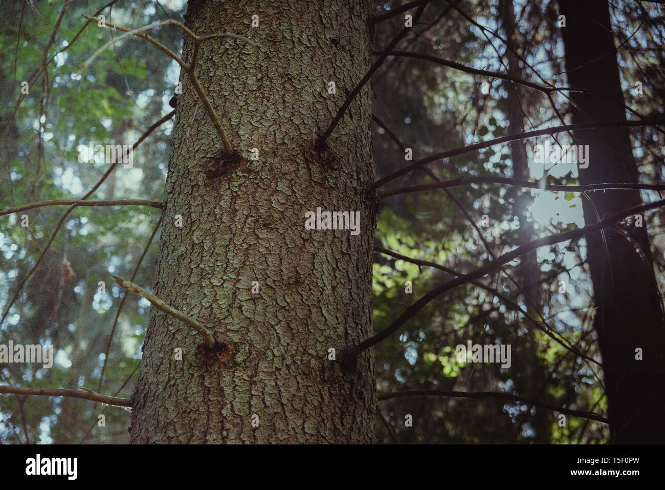 Spruce bark hi-res stock photography and images - Alamy