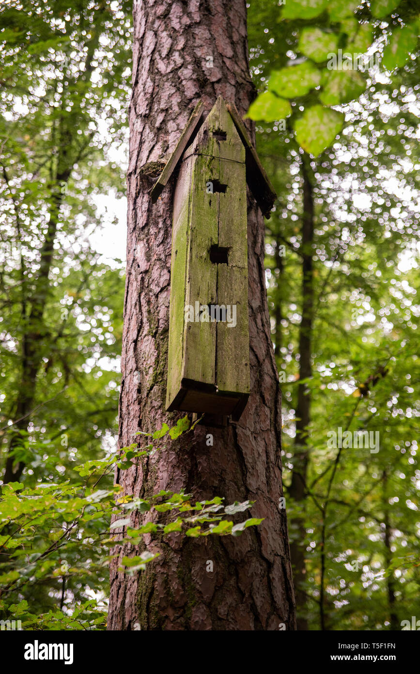 Birdhouse on a tree in the forest, among trees, nesting box, breeding ...