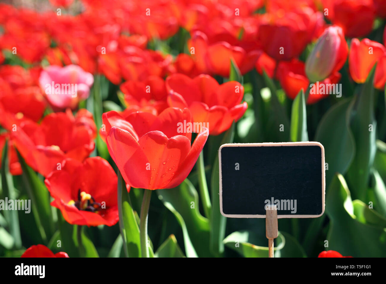 A patch of tulips. Spring in the garden, flowering flowers. A ...