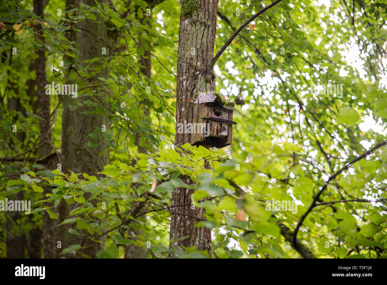 Birdhouse on a tree in the forest, among trees, nesting box, breeding ...