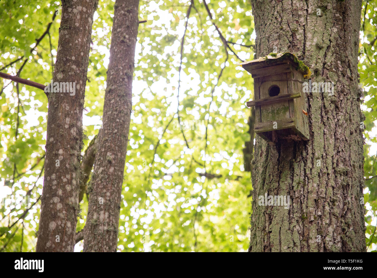 Birdhouse on a tree in the forest, among trees, nesting box, breeding ...