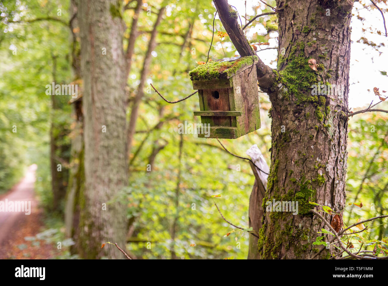 Birdhouse on a tree in the forest, among trees, nesting box, breeding ...