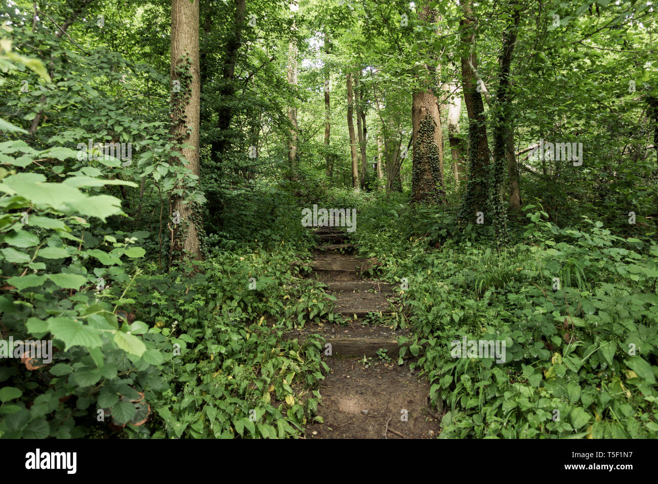 Trail, path, Lush vegetation of temperate deciduous forest in Limburg ...
