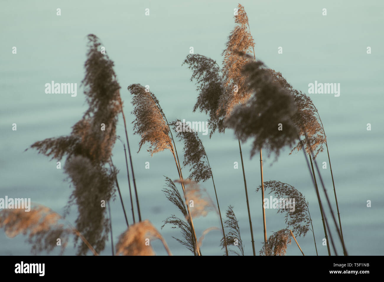 Reeds in a light breeze on a warm summer day, at sunset Stock Photo - Alamy