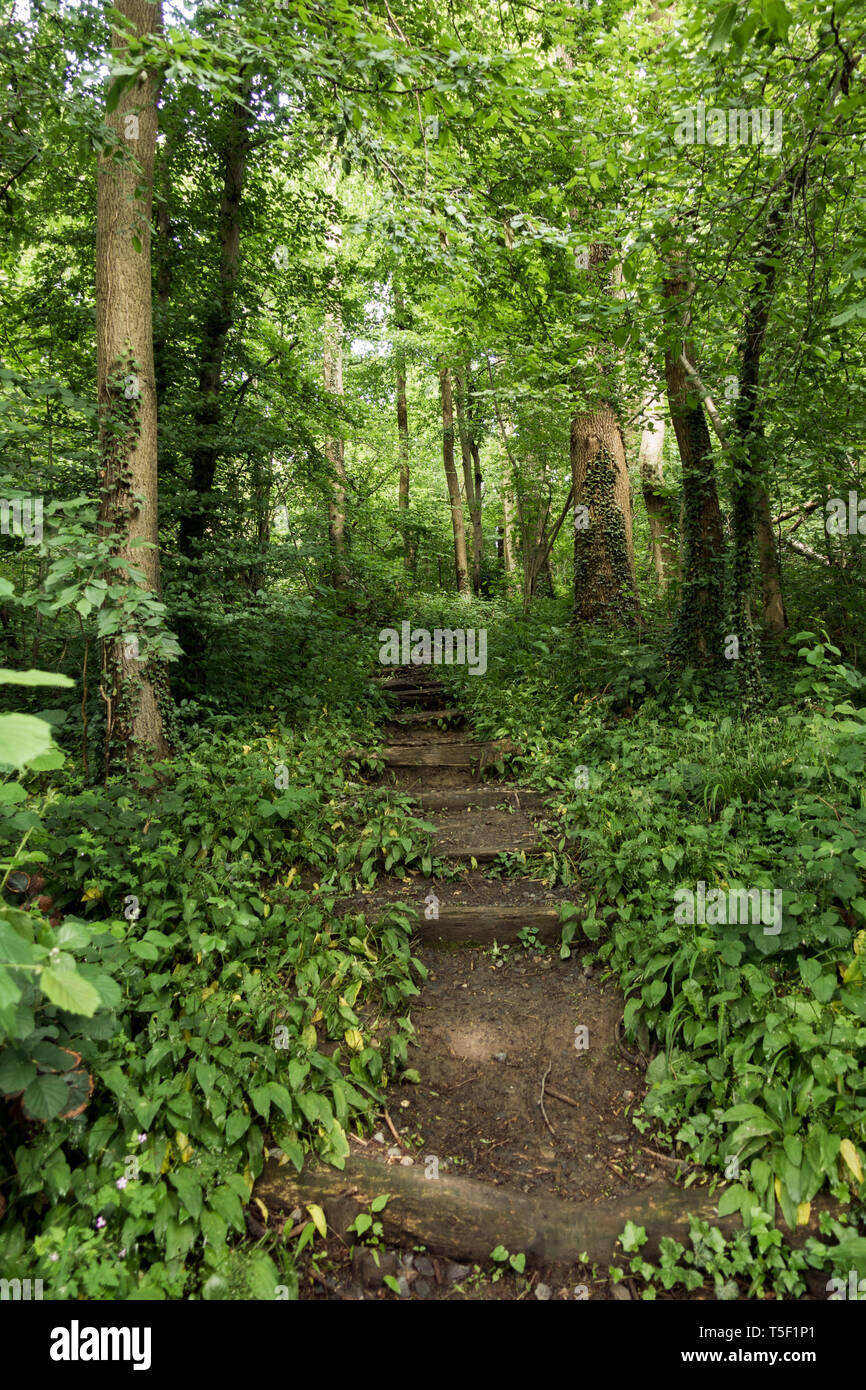 Trail, path, Lush vegetation of temperate deciduous forest in Limburg ...