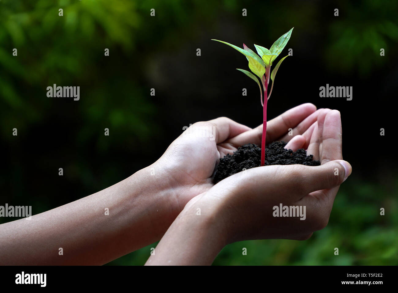 Human Hands Holding Green Plant With Soil Over Nature Background Stock ...