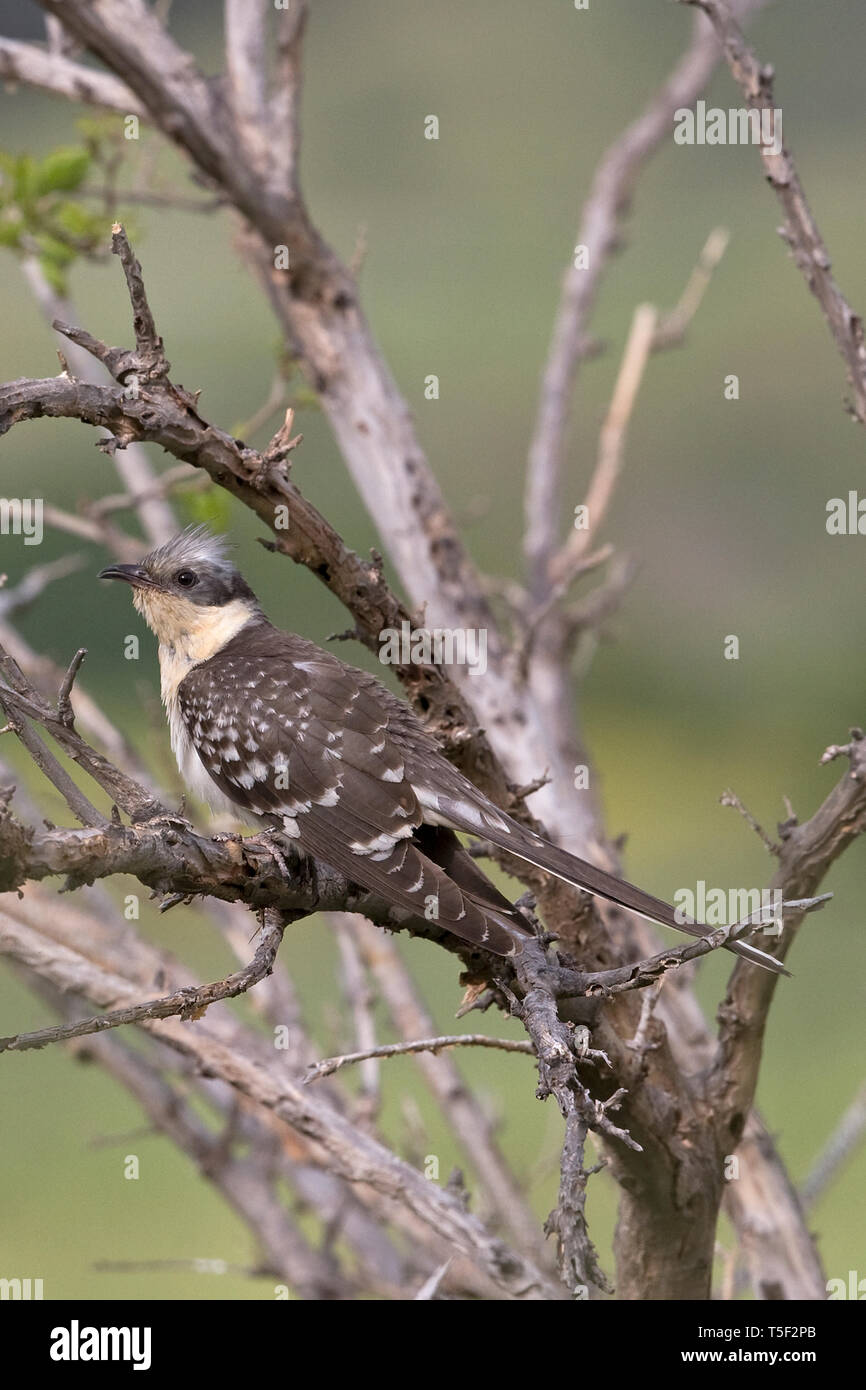 Great Spotted Cuckoo (Clamator glandarius Stock Photo - Alamy