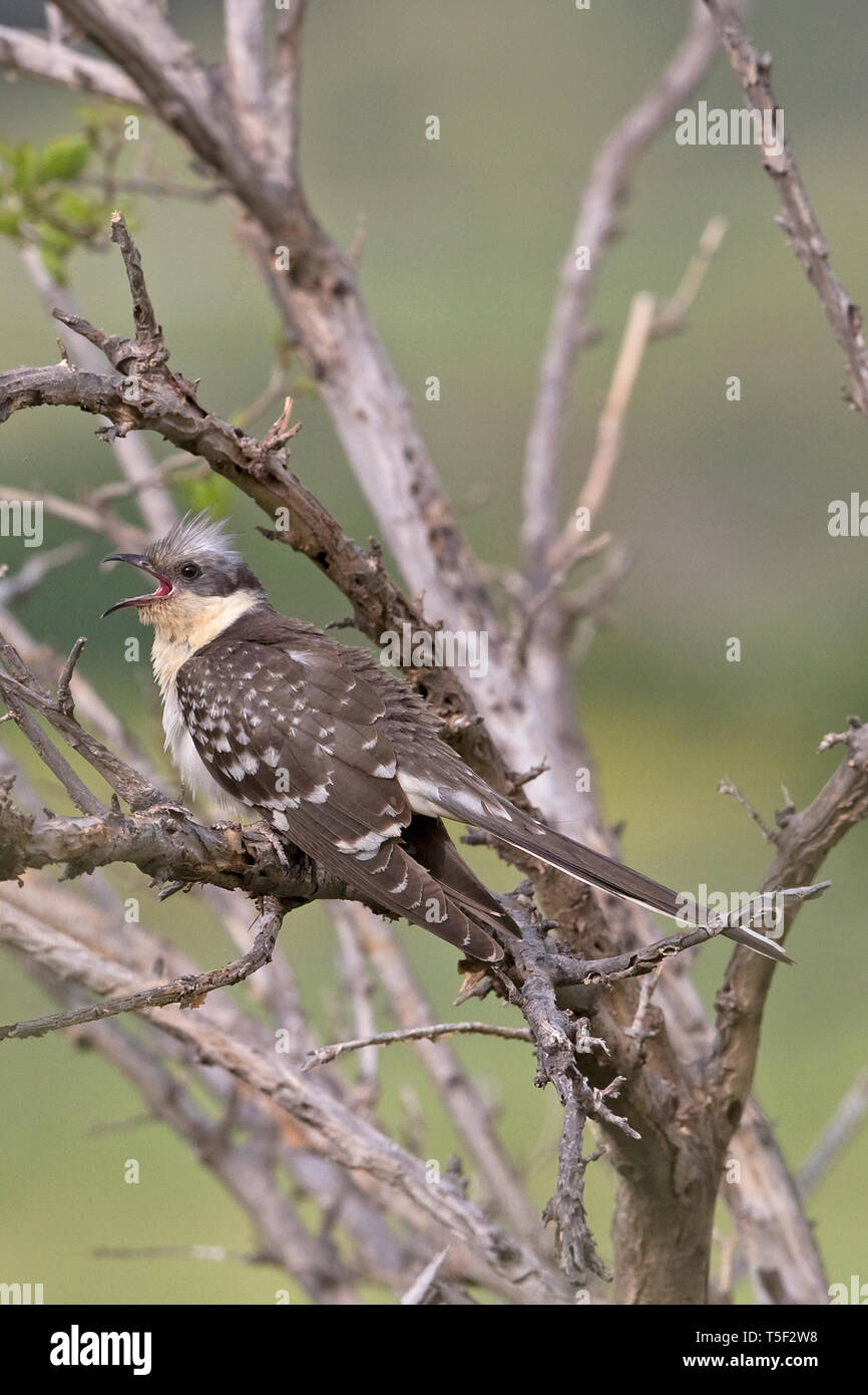 Great Spotted Cuckoo (Clamator glandarius Stock Photo - Alamy