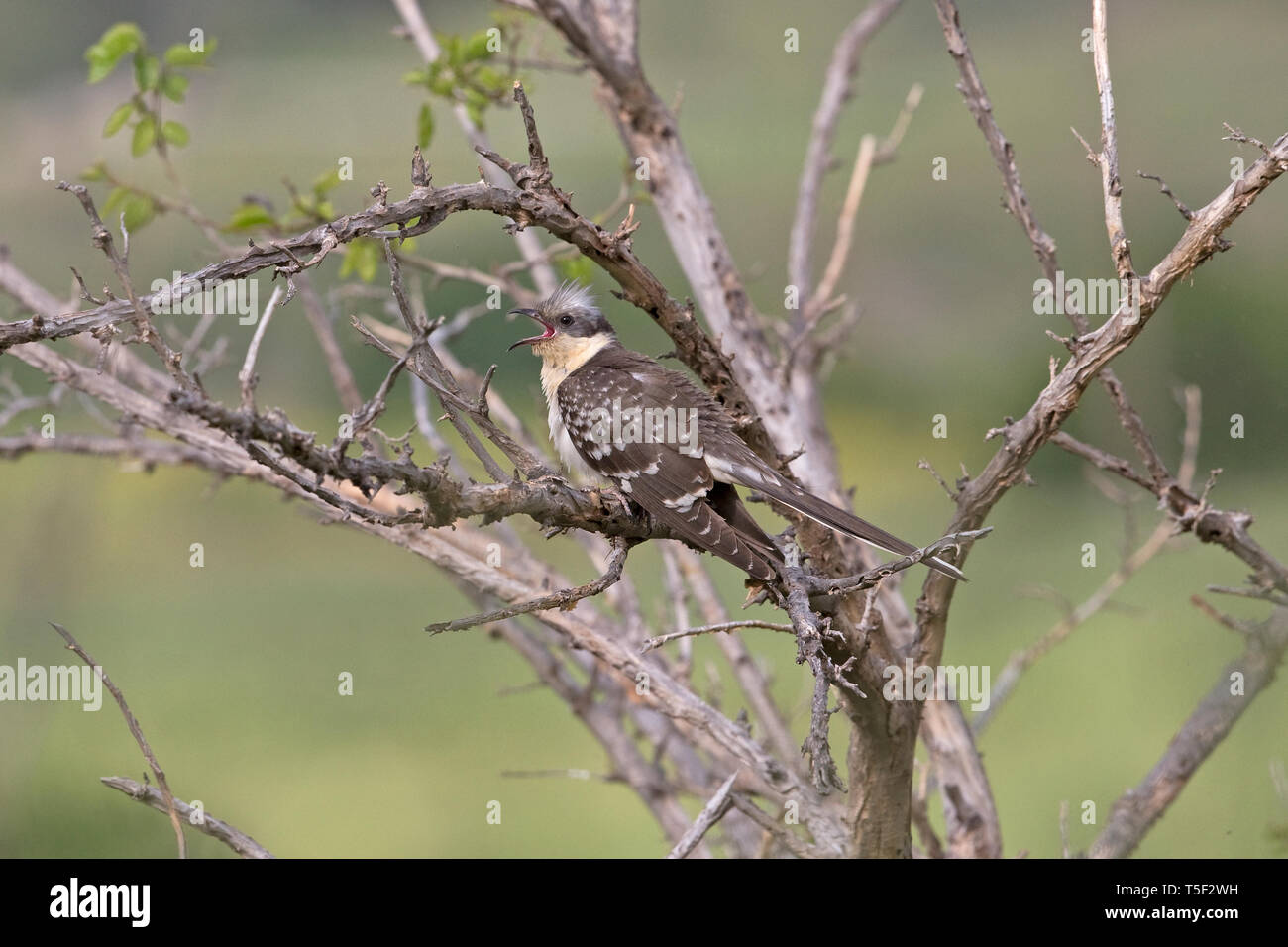 Great Spotted Cuckoo (Clamator glandarius Stock Photo - Alamy