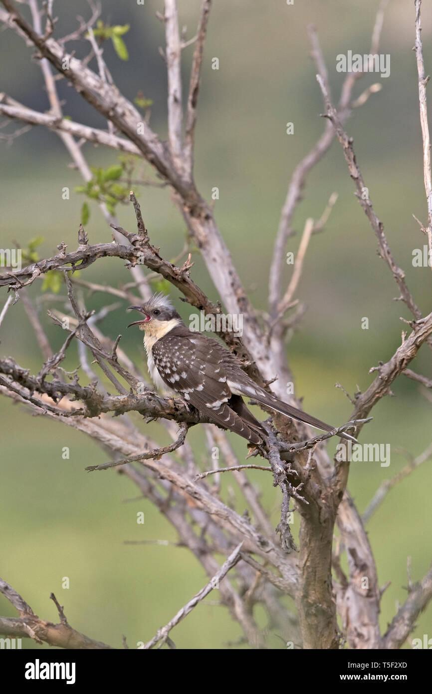 Great Spotted Cuckoo (Clamator glandarius Stock Photo - Alamy