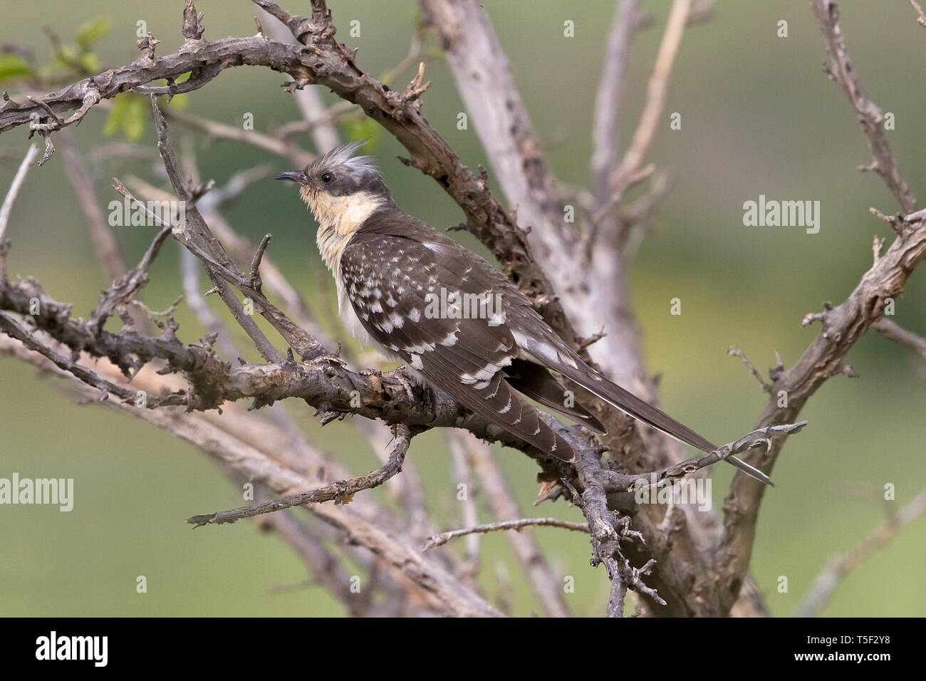 Great Spotted Cuckoo (Clamator glandarius Stock Photo - Alamy