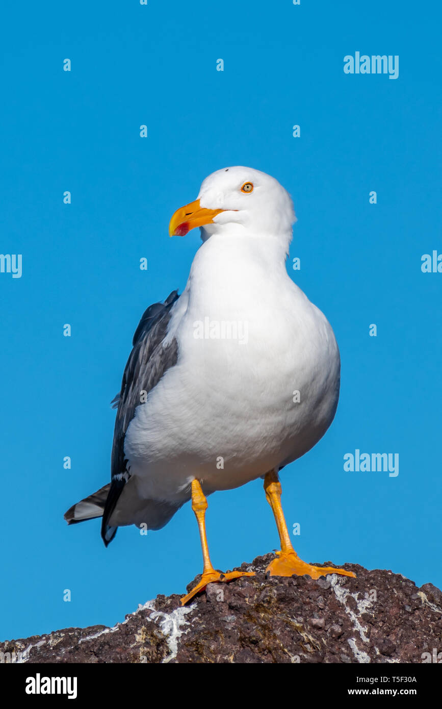 Endemic bird baja hi-res stock photography and images - Alamy