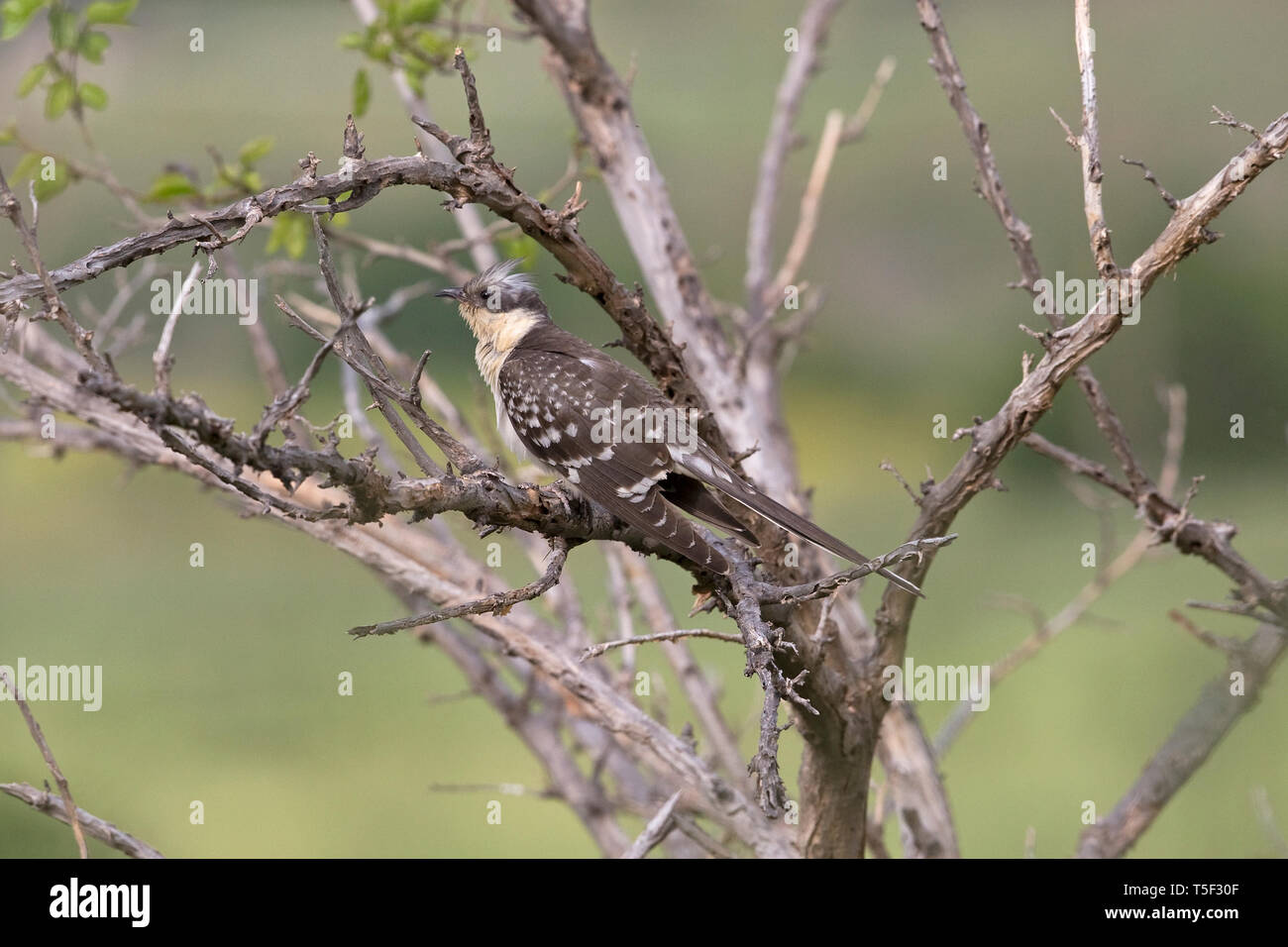 Great Spotted Cuckoo (Clamator glandarius Stock Photo - Alamy