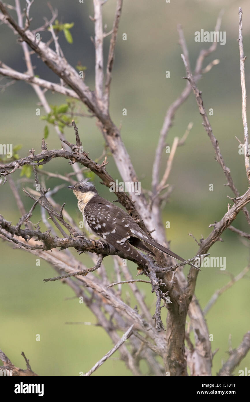 Great Spotted Cuckoo (Clamator glandarius Stock Photo - Alamy