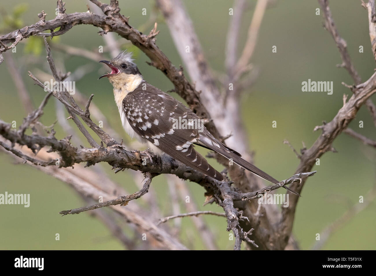 Great Spotted Cuckoo (Clamator glandarius Stock Photo - Alamy