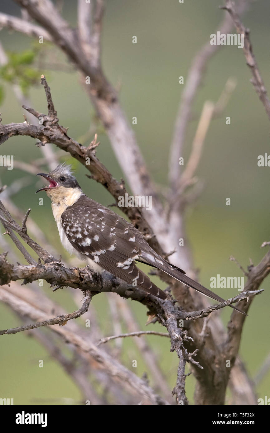 Great Spotted Cuckoo (Clamator glandarius Stock Photo - Alamy