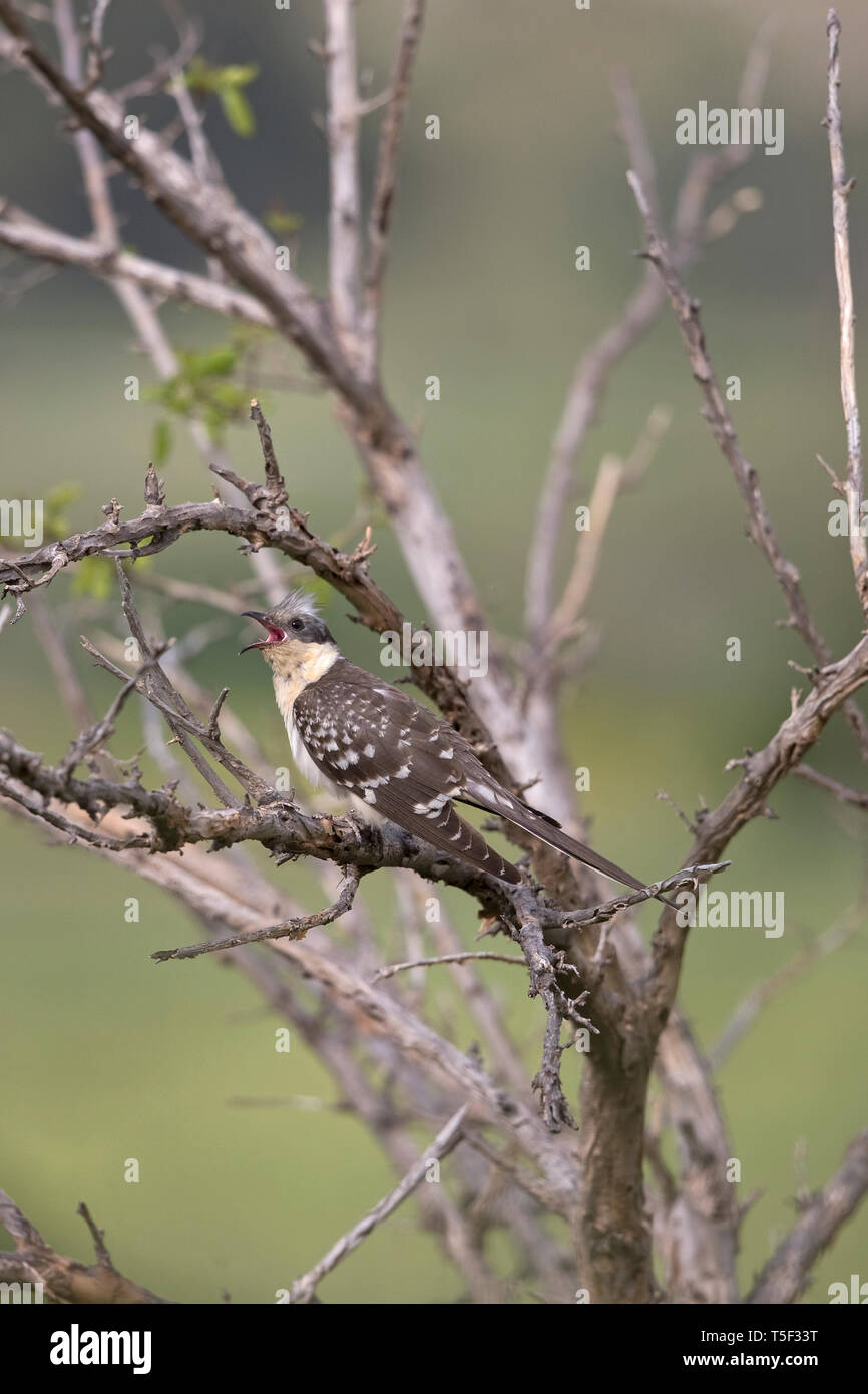 Great Spotted Cuckoo (Clamator glandarius Stock Photo - Alamy