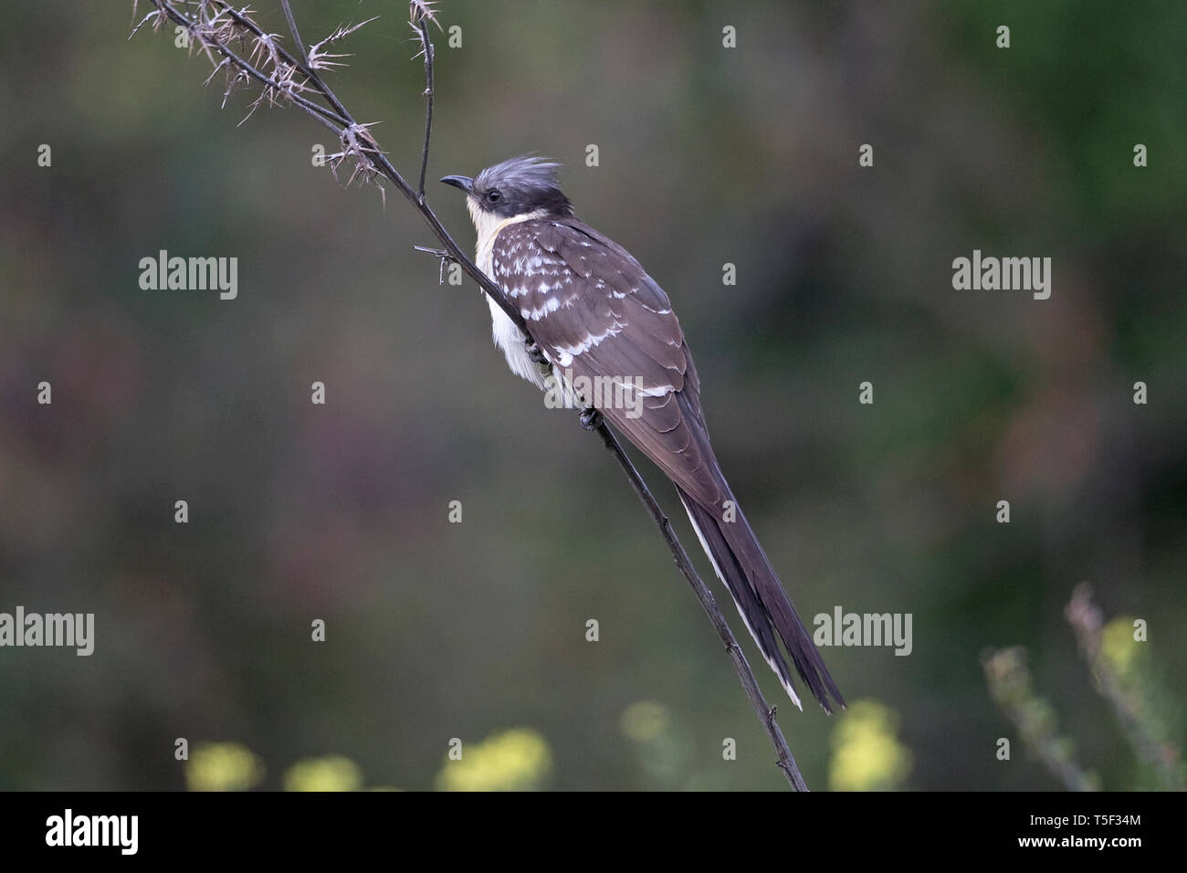 Great Spotted Cuckoo (Clamator glandarius Stock Photo - Alamy