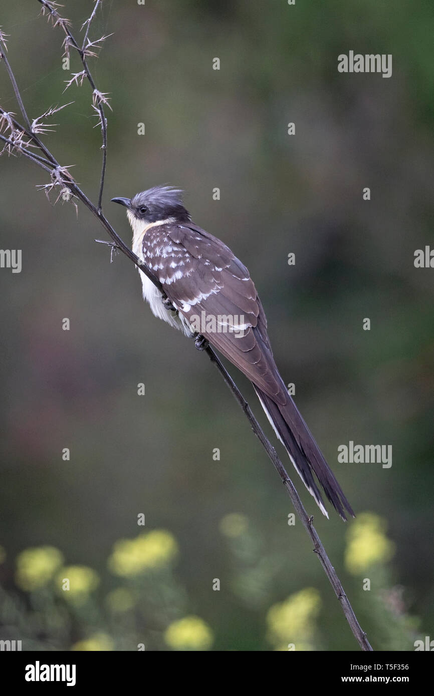 Great Spotted Cuckoo (Clamator glandarius Stock Photo - Alamy