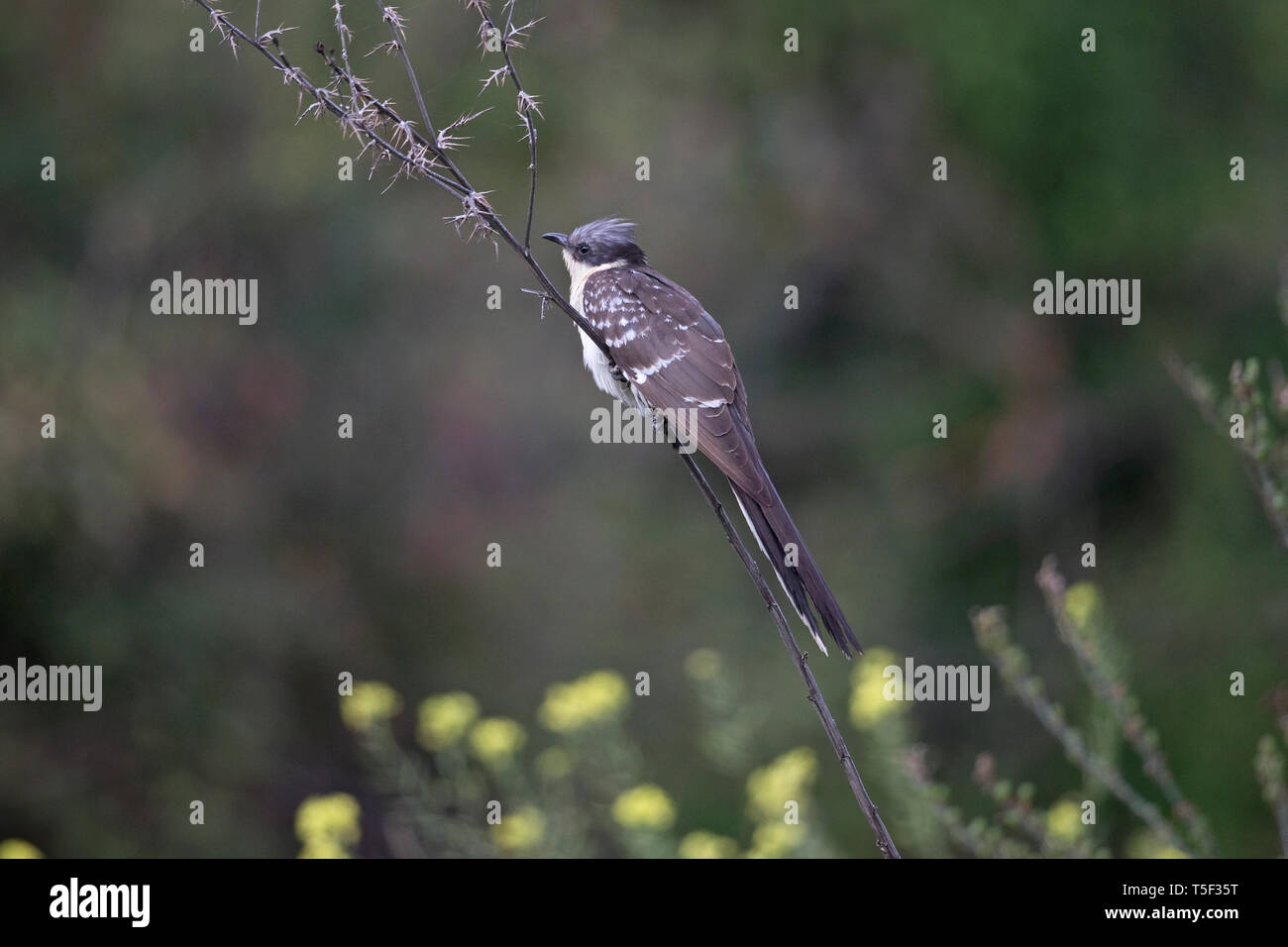 Great Spotted Cuckoo (Clamator glandarius Stock Photo - Alamy