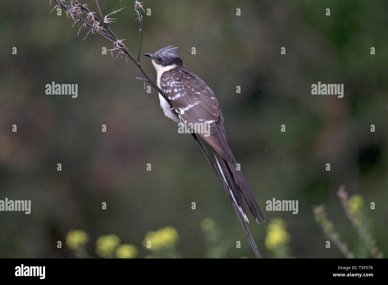 Great Spotted Cuckoo (Clamator glandarius Stock Photo - Alamy