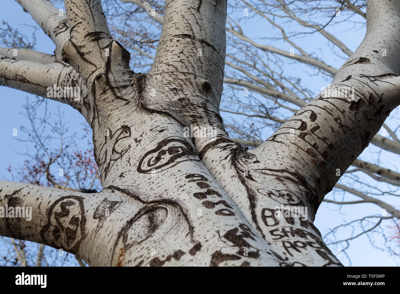 love graffiti on a tree Stock Photo - Alamy