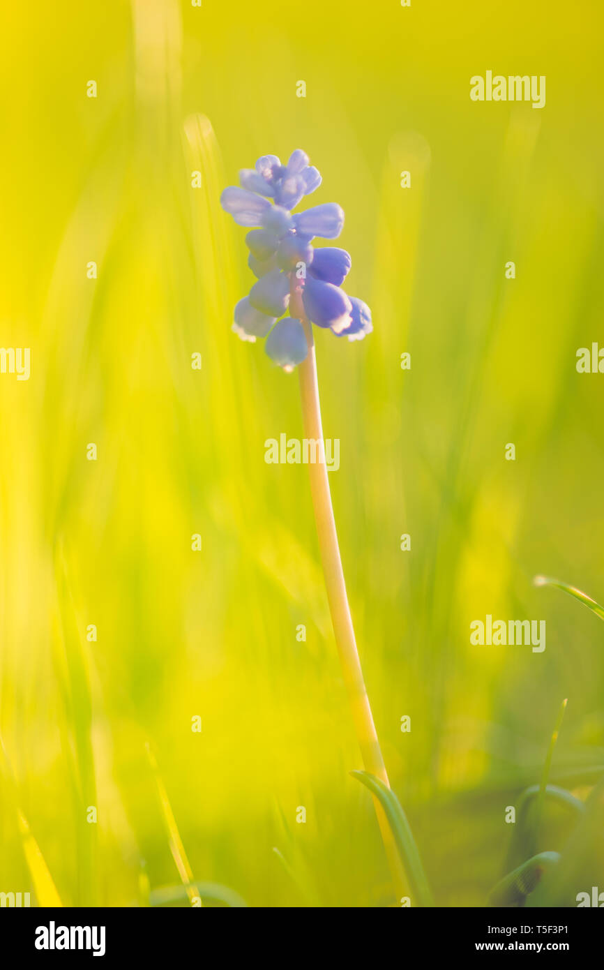 Small blue flower grape hyacinth grow on spring field Stock Photo - Alamy